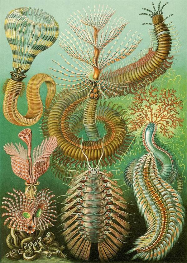 How Ernst Haeckel's Art Changed Science And Illustration