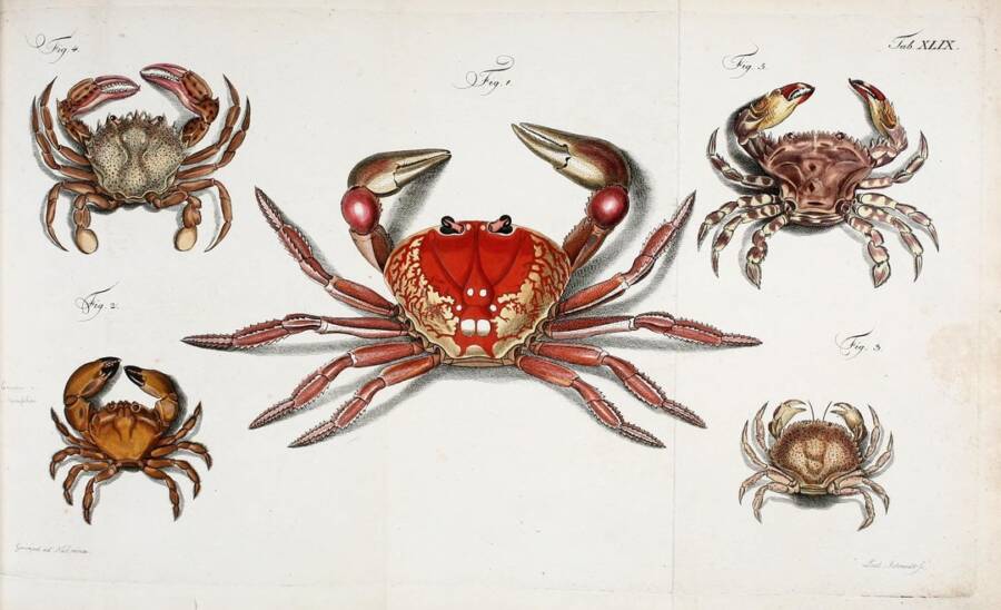 39 Incredibly Detailed Drawings Of Sea Creatures From Centuries Past