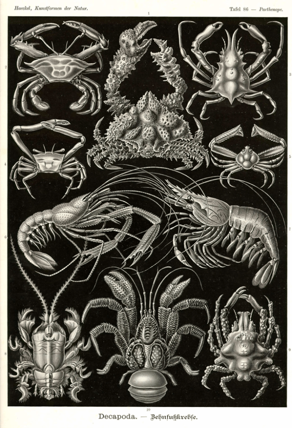 39 Incredibly Detailed Drawings Of Sea Creatures From Centuries Past