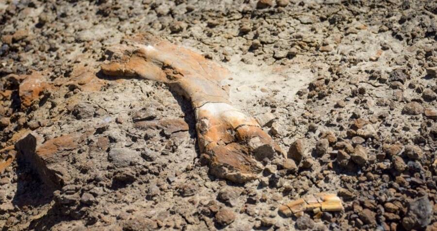 12-Year-Old Finds 69 Million-Year-Old Dinosaur Fossil While Hiking