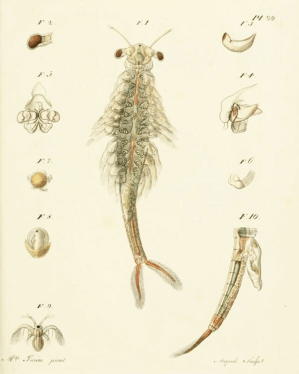 39 Incredibly Detailed Drawings Of Sea Creatures From Centuries Past