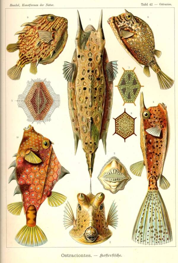 How Ernst Haeckel's Art Changed Science And Illustration