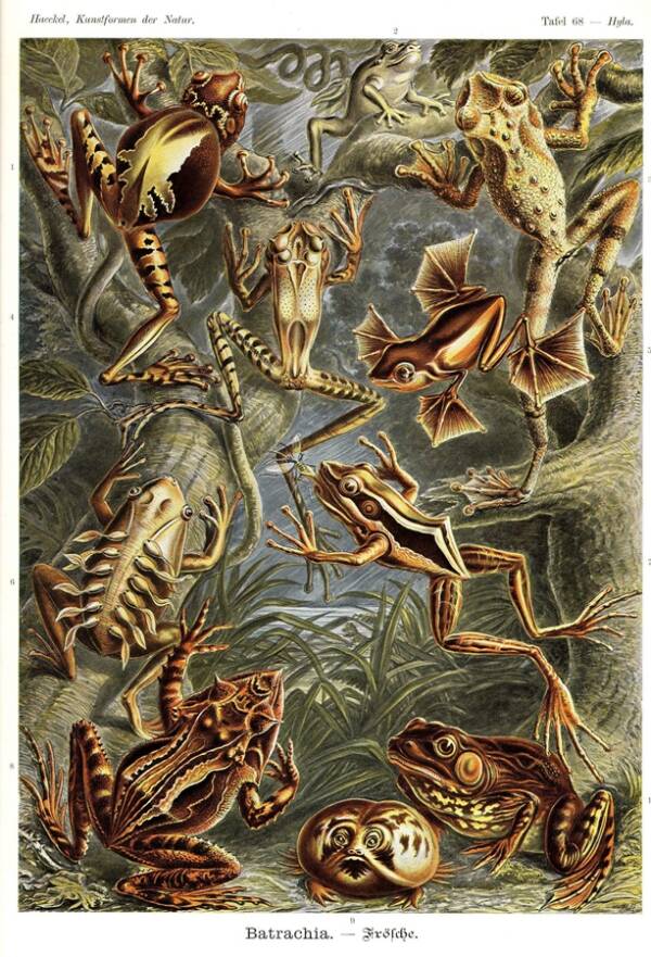 How Ernst Haeckel's Art Changed Science And Illustration