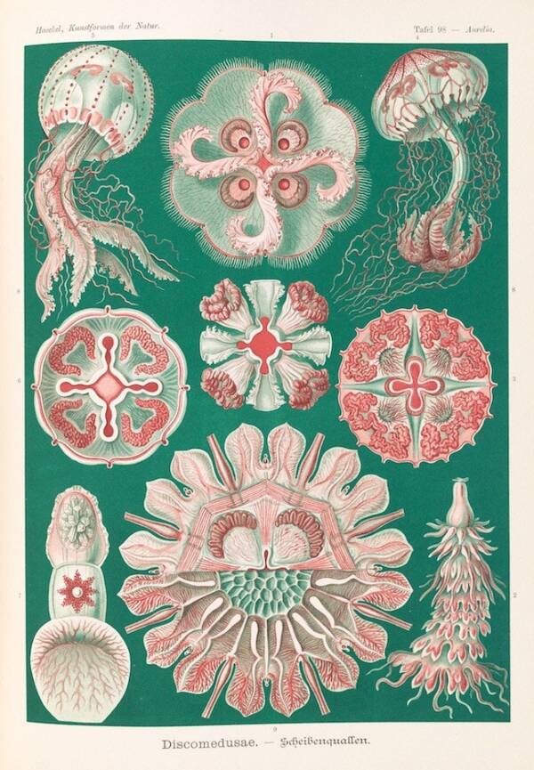How Ernst Haeckel's Art Changed Science And Illustration