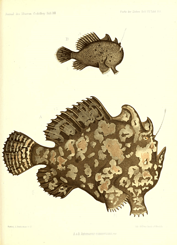 39 Incredibly Detailed Drawings Of Sea Creatures From Centuries Past