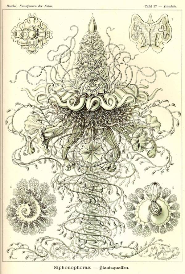 How Ernst Haeckel's Art Changed Science And Illustration