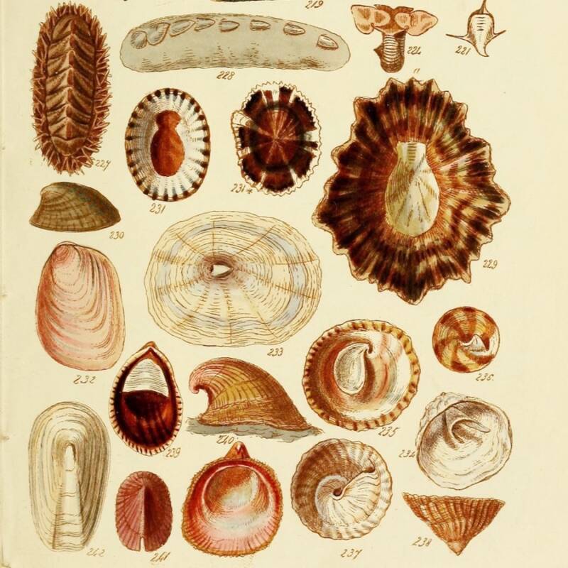 39 Incredibly Detailed Drawings Of Sea Creatures From Centuries Past