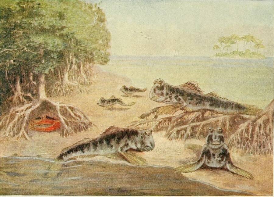 39 Incredibly Detailed Drawings Of Sea Creatures From Centuries Past