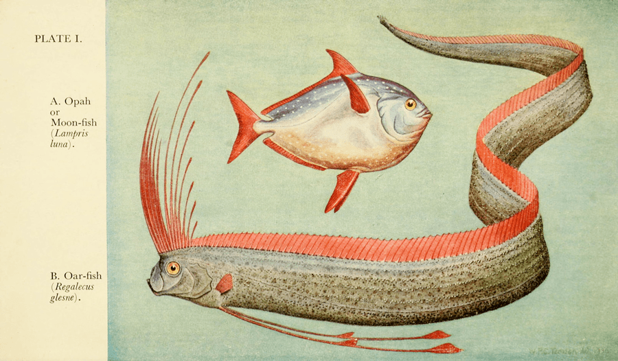 39 Incredibly Detailed Drawings Of Sea Creatures From Centuries Past