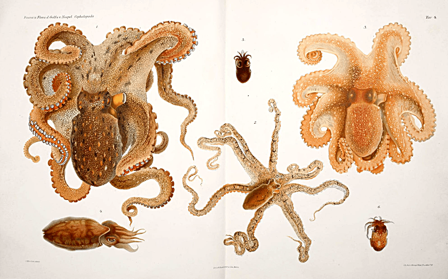 39 Incredibly Detailed Drawings Of Sea Creatures From Centuries Past