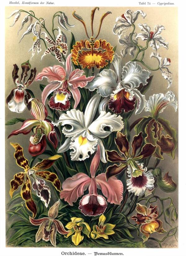 How Ernst Haeckel's Art Changed Science And Illustration