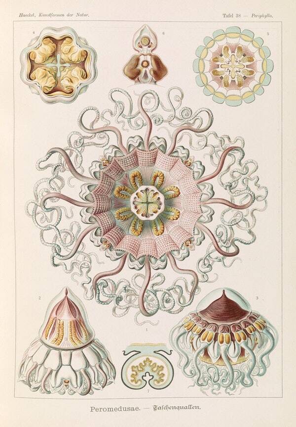 How Ernst Haeckel's Art Changed Science And Illustration