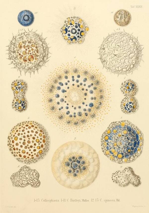 How Ernst Haeckel's Art Changed Science And Illustration