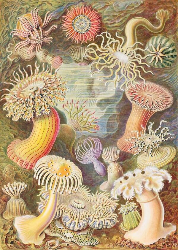 How Ernst Haeckel's Art Changed Science And Illustration