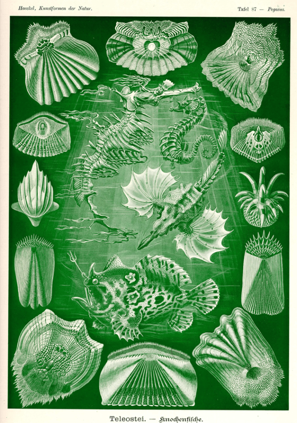 39 Incredibly Detailed Drawings Of Sea Creatures From Centuries Past