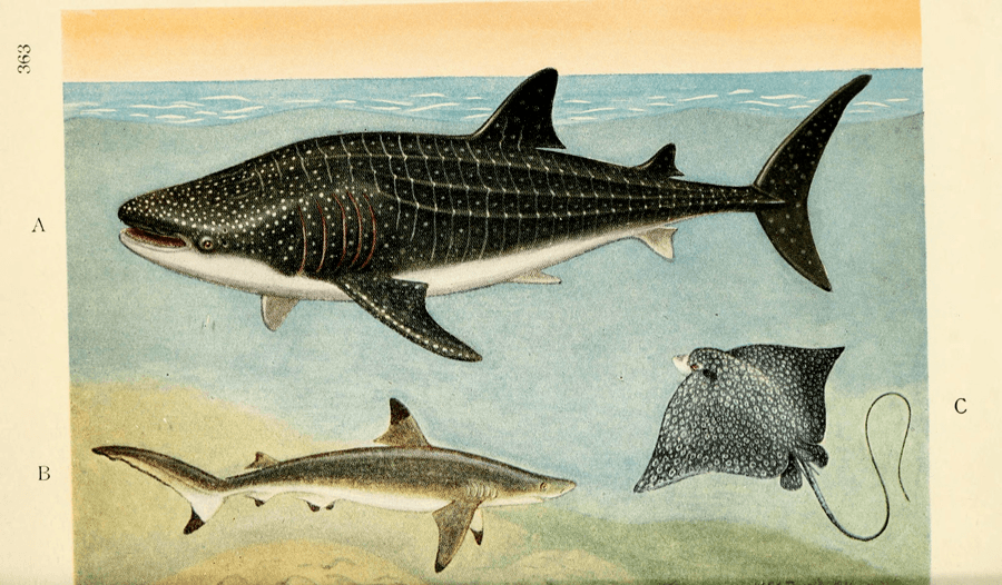 39 Incredibly Detailed Drawings Of Sea Creatures From Centuries Past