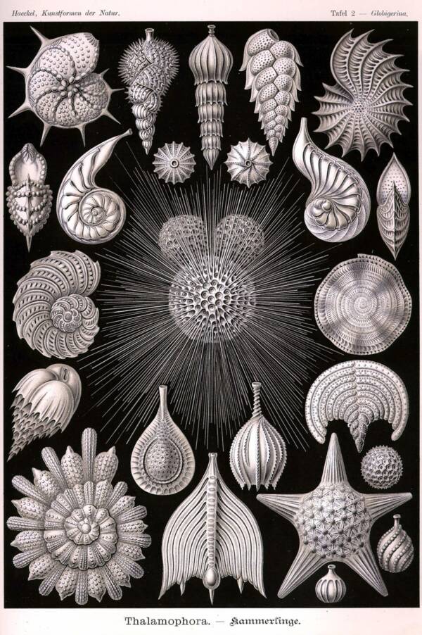 How Ernst Haeckel's Art Changed Science And Illustration