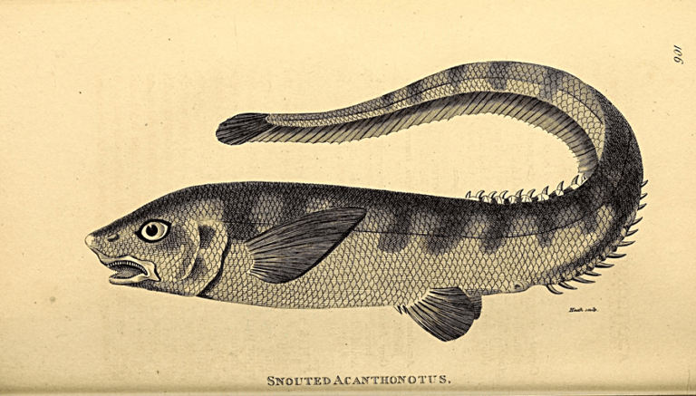 39 Incredibly Detailed Drawings Of Sea Creatures From Centuries Past