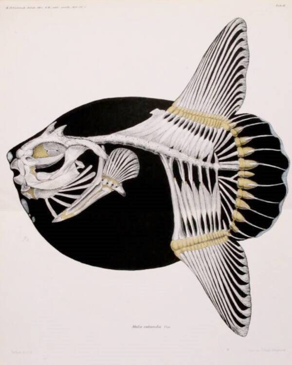 39 Incredibly Detailed Drawings Of Sea Creatures From Centuries Past