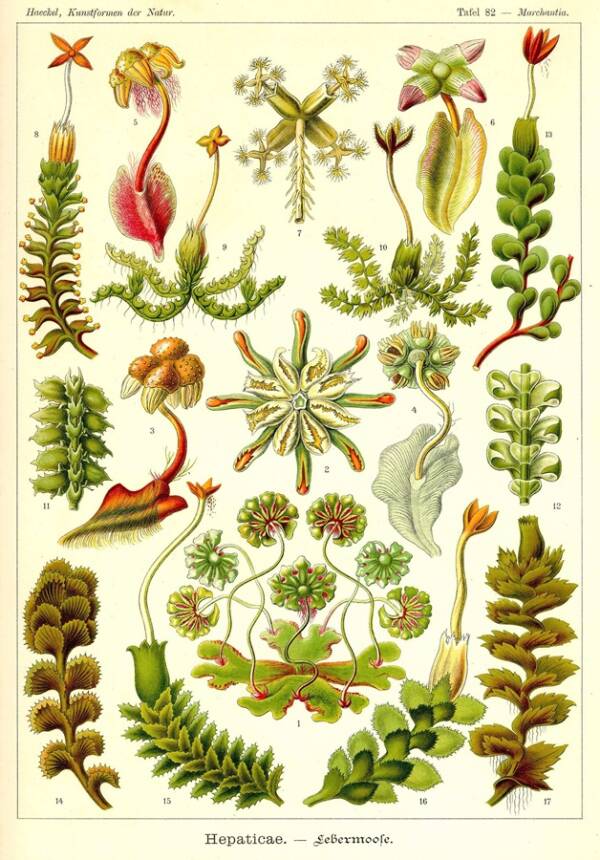 How Ernst Haeckel's Art Changed Science And Illustration