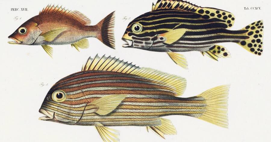 39 Incredibly Detailed Drawings Of Sea Creatures From Centuries Past