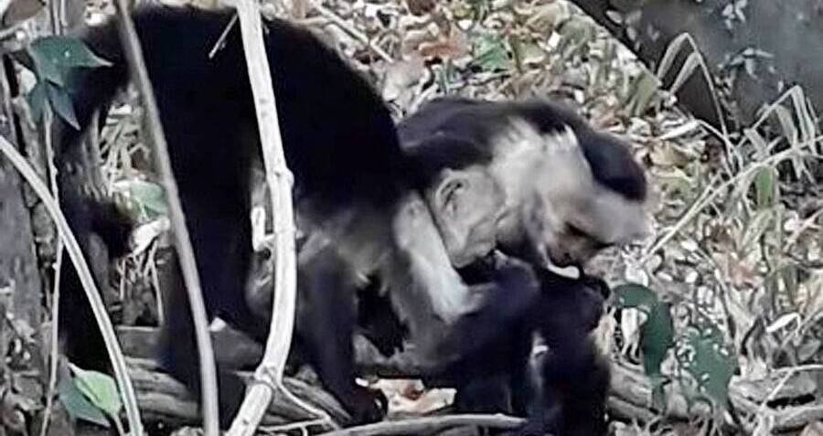 White-Faced Capuchins Caught Engaging In Cannibalism