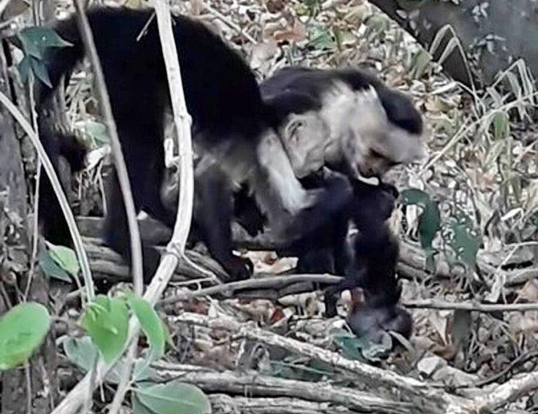 White-Faced Capuchins Caught Engaging In Cannibalism