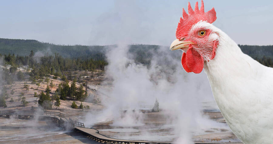 Man Banned From Yellowstone For Frying Chicken In Hot Spring