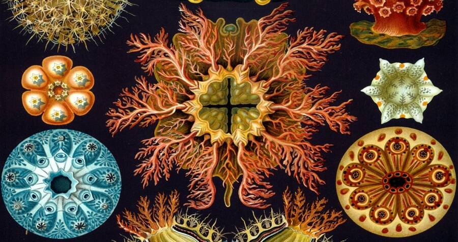 How Ernst Haeckel's Art Changed Science And Illustration