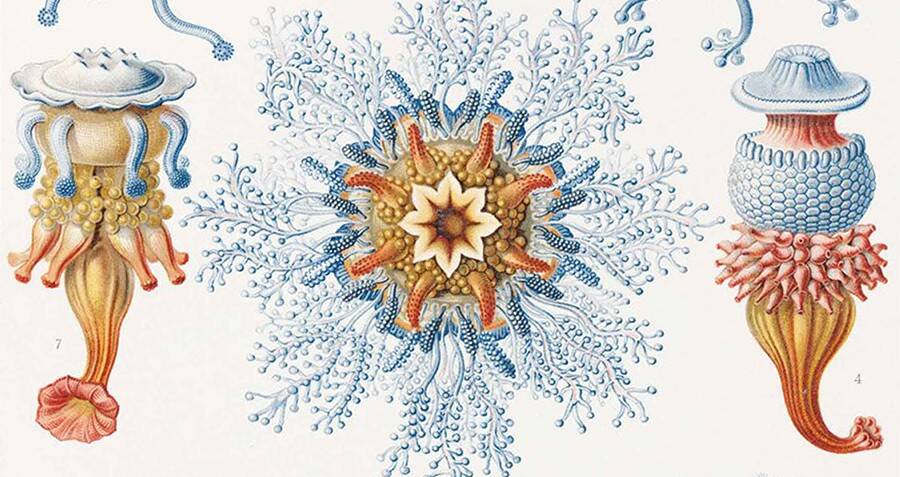 How Ernst Haeckel's Art Changed Science And Illustration