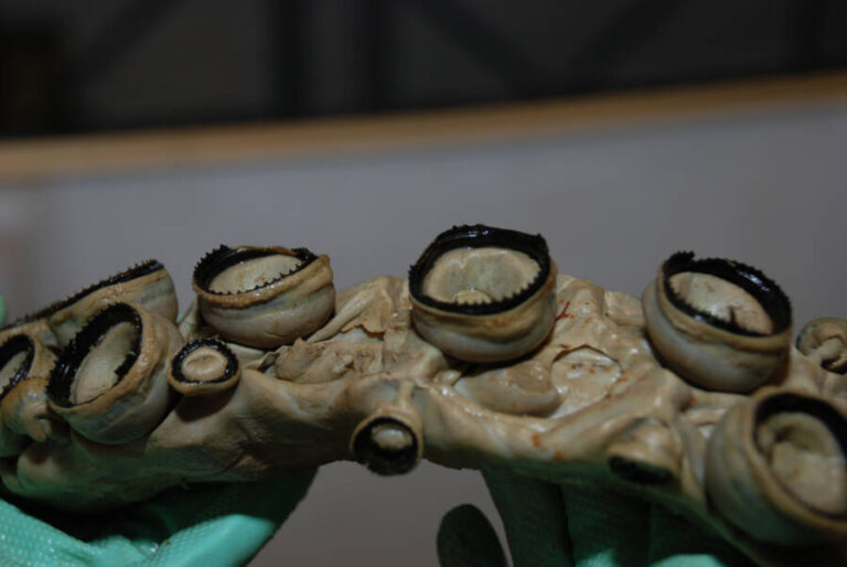 Scars On Great White Sharks Suggest Massive Squids Are Attacking Them