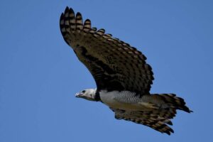 Meet The Harpy Eagle, The Fierce Amazonian Raptor