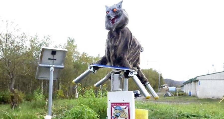 Japanese Installs Terrifying 'Monster Wolf' Robots To Scare Away Bears