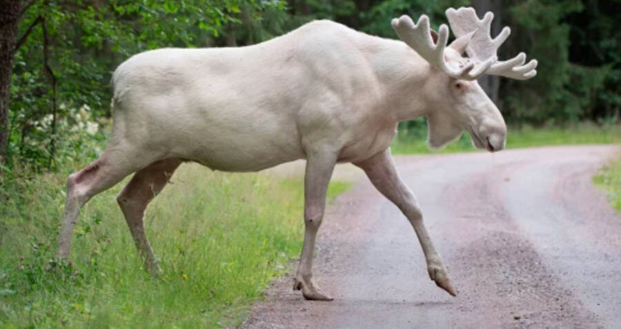 Canada's First Nations Mourn White 'Spirit Moose' Killed By Hunters