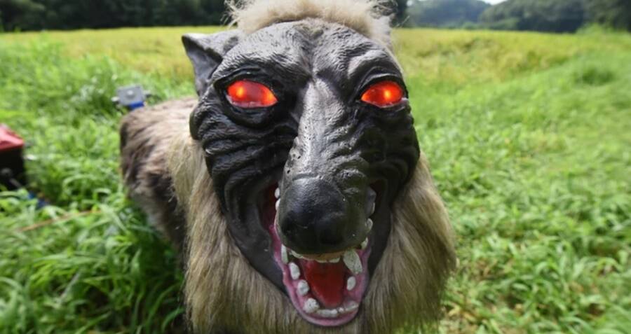 Japanese Installs Terrifying 'Monster Wolf' Robots To Scare Away Bears