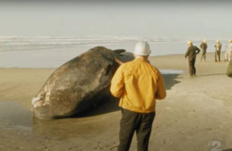 Florence, Oregon's Exploding Whale And The Wild Story Behind It