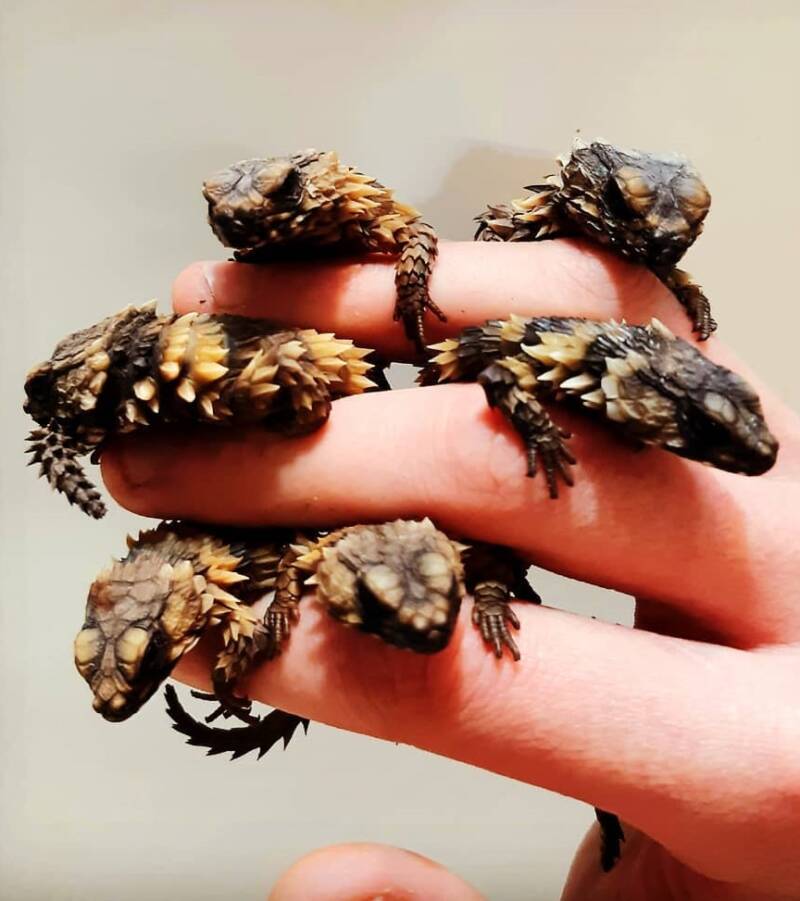 11 Jaw-Droppingly Weird Animals That Are Too Alien To Be Earthly