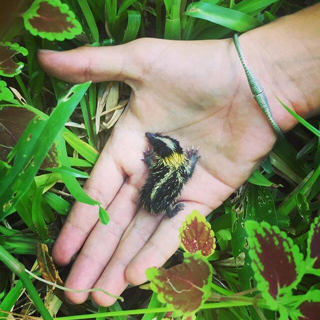 11 Jaw-Droppingly Weird Animals That Are Too Alien To Be Earthly