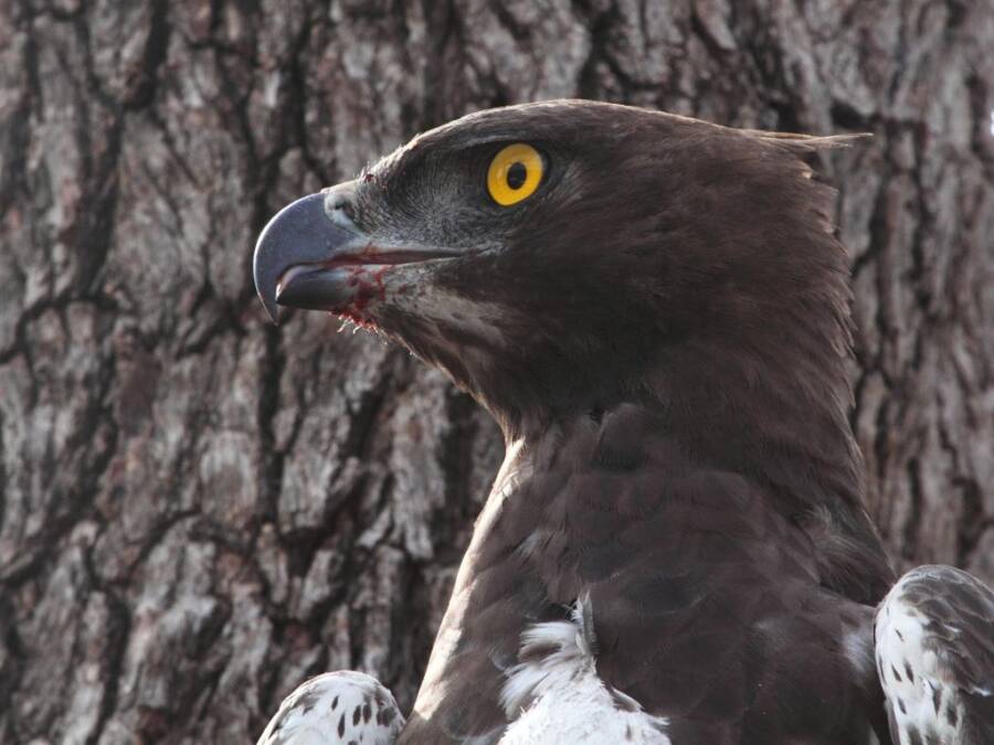 9 Scary Bird Species That Will Give You The Creeps