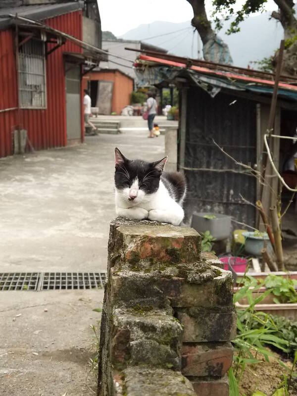 7 Places That Have Become Completely Overrun With Cats