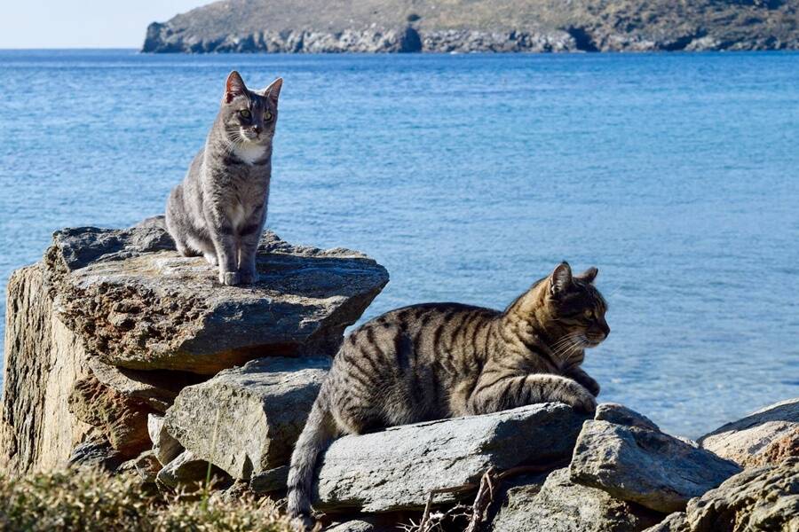 7 Places That Have Become Completely Overrun With Cats