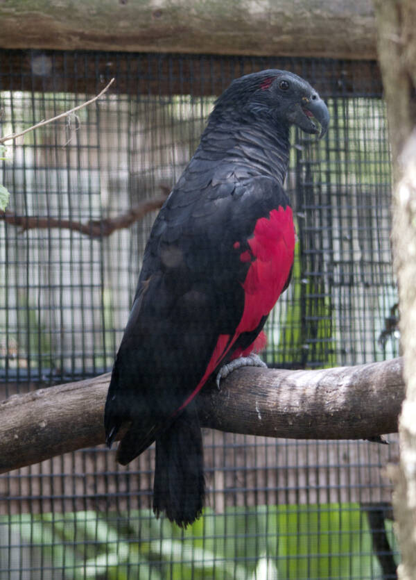 9 Scary Bird Species That Will Give You The Creeps