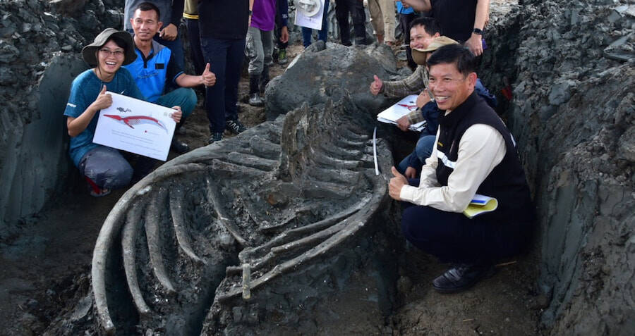 Well-Preserved, 5,000-Year-Old Whale Skeleton Discovered In Thailand