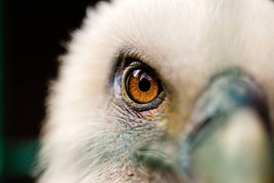 9 Scary Bird Species That Will Give You The Creeps