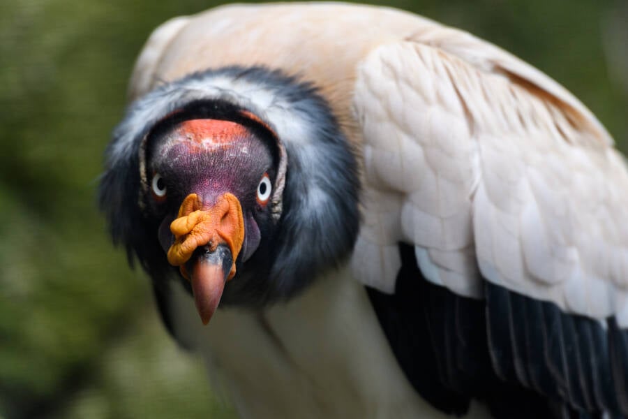 9 Scary Bird Species That Will Give You The Creeps