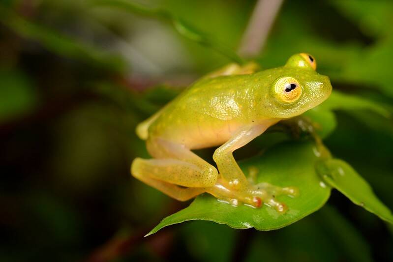 11 Jaw-Droppingly Weird Animals That Are Too Alien To Be Earthly