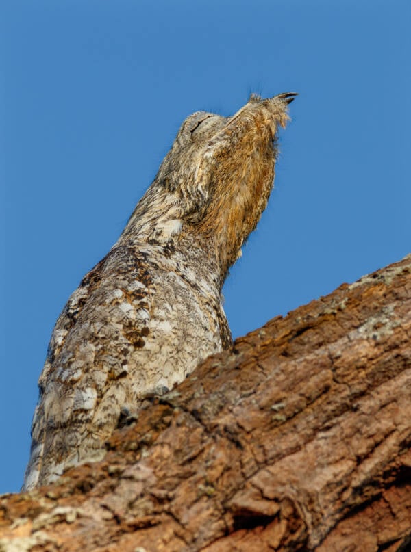 9 Scary Bird Species That Will Give You The Creeps