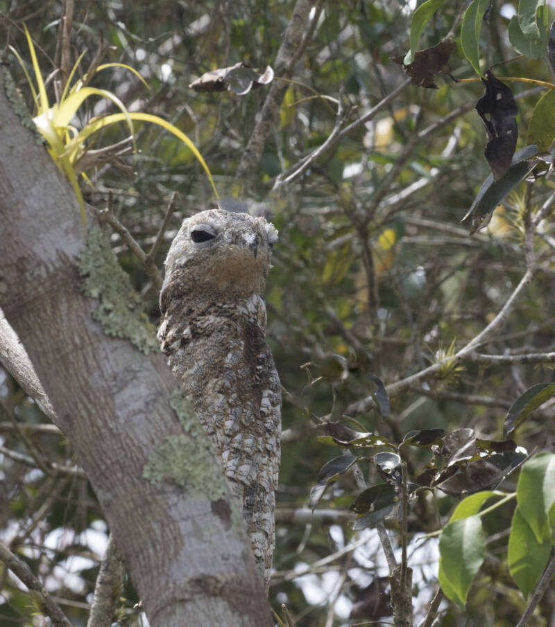 9 Scary Bird Species That Will Give You The Creeps