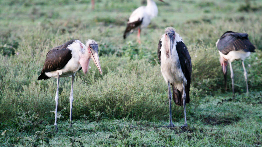 9 Scary Bird Species That Will Give You The Creeps