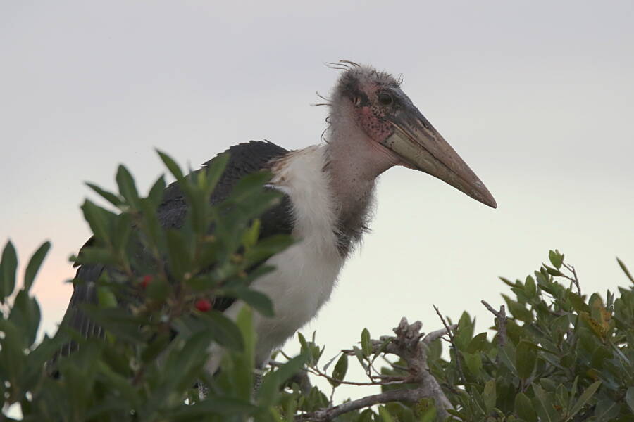 9 Scary Bird Species That Will Give You The Creeps
